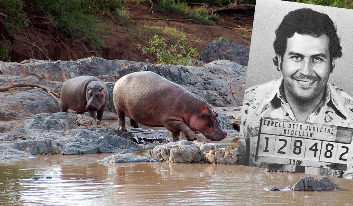 Kolumbia ma problem z hipopotamami, bo Pablo Escobar kiedyś sobie kilka ...