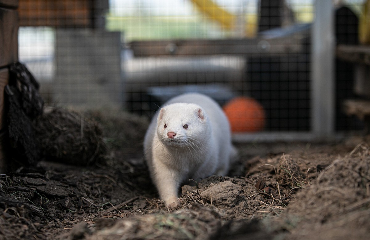 Dania: zapłakana premier przeprosiła za decyzję o wybiciu norek na ...