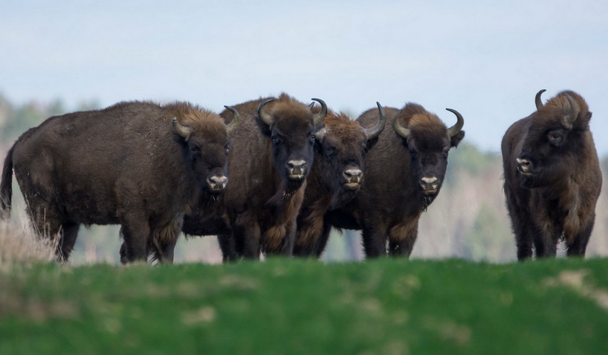 Lasy Państwowe: żubry jako atrakcja wciąż ściągają turystów, budzą ...